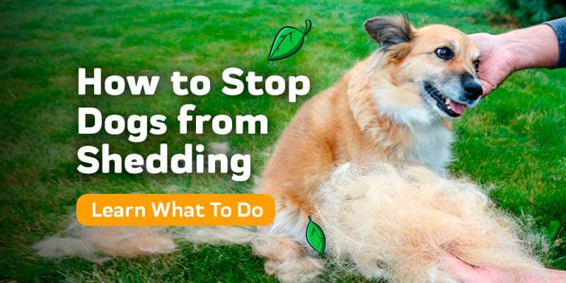 Stop dog shedding store