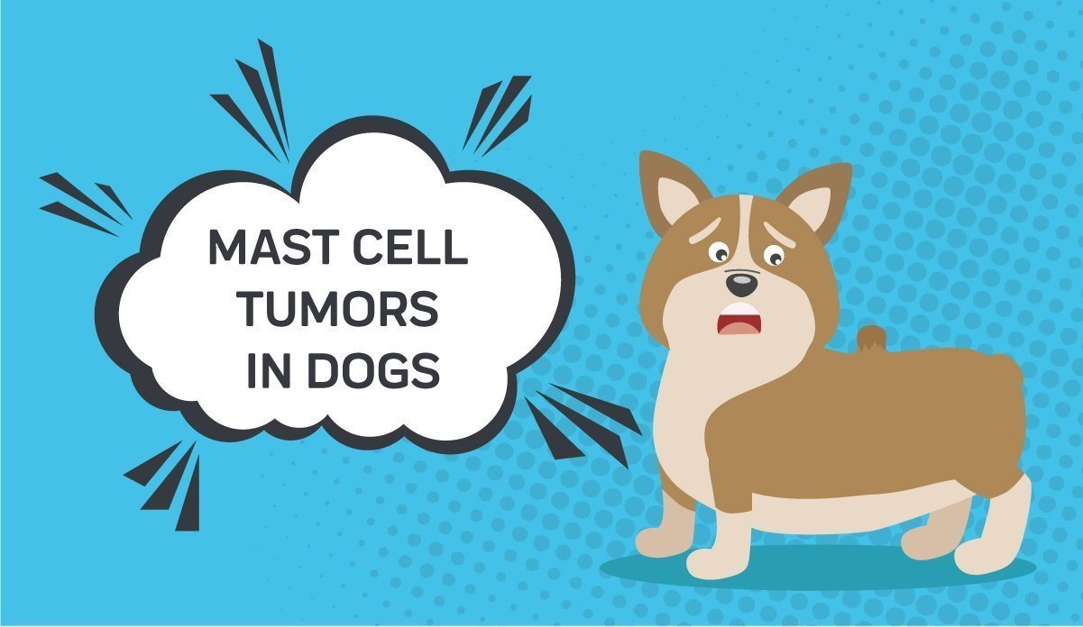 Mast Cell Tumors In Dogs – Innovet Pet