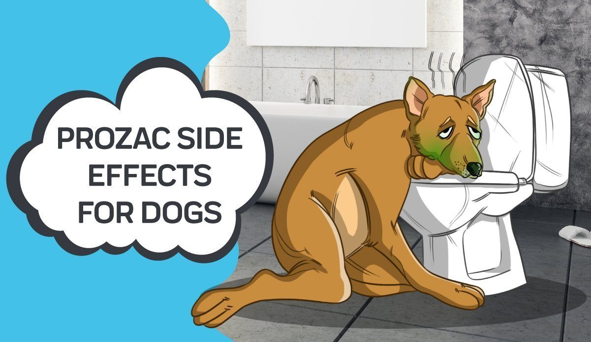 Prozac Side Effects for Dogs – Innovet Pet