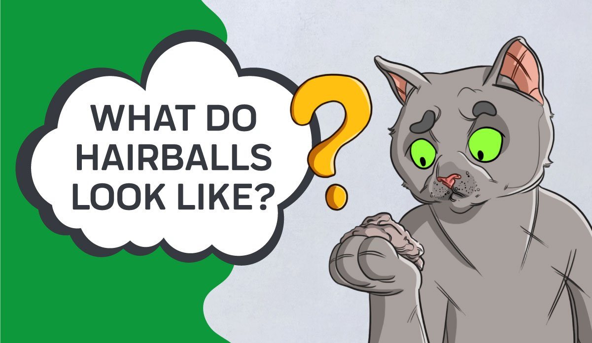 What Do Hairballs Look Like? – Innovet Pet