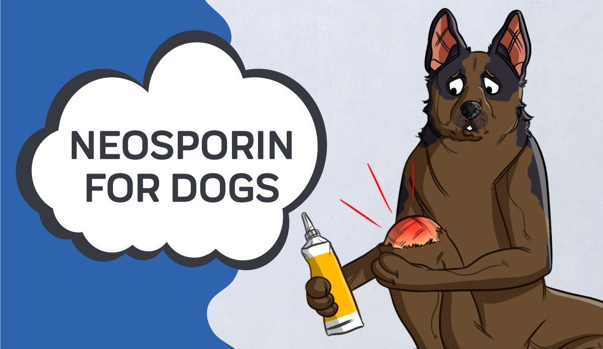 Neosporin for Dogs – Innovet Pet