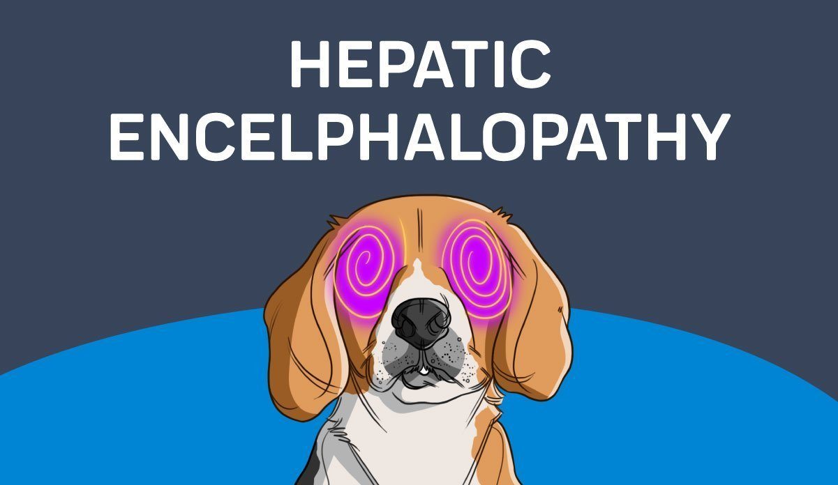 Hepatic Encelphalopathy – Innovet Pet