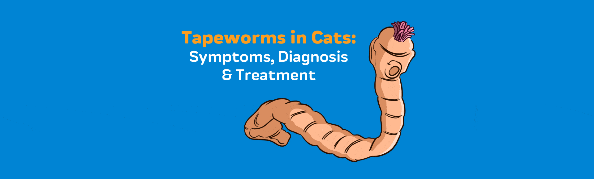 Tapeworms in Cats: Symptoms, Diagnosis & Treatment – Innovet Pet