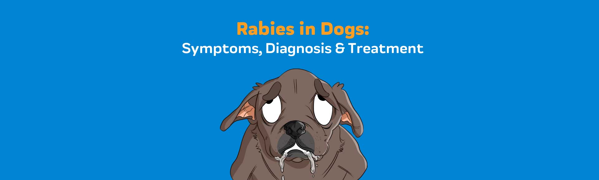 Rabies in Dogs: Symptoms, Diagnosis & Treatment – Innovet Pet