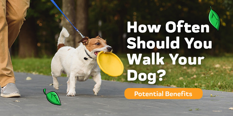 How Often Should You Walk With Your Dog? – Innovet Pet