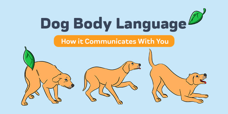 Understanding the Dog Body Language – Innovet Pet
