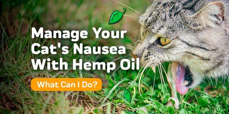 Managing Your Cat's Nausea With Hemp Oil – Innovet Pet