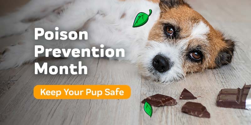 Poison Prevention Month – Innovet Pet