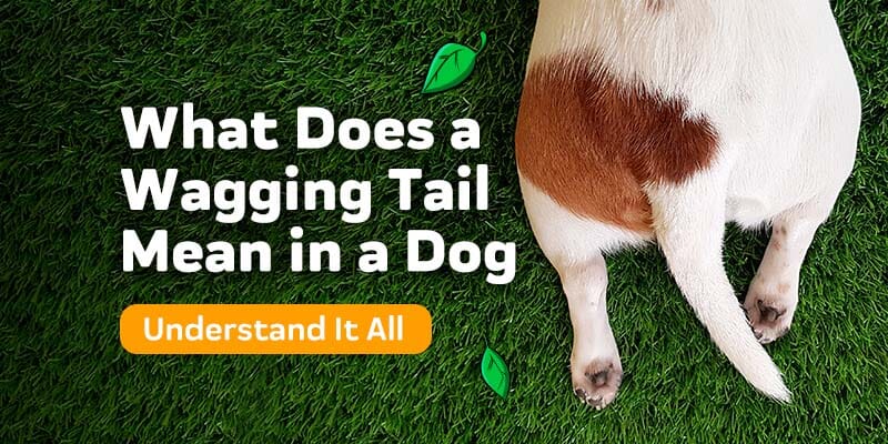 What Does a Wagging Tail Mean in a Dog – Innovet Pet